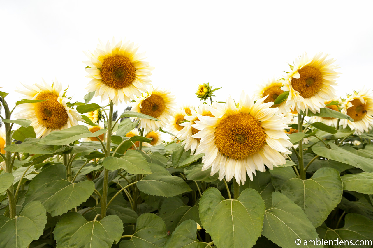 White Sunflowers 1 – Ambient Lens