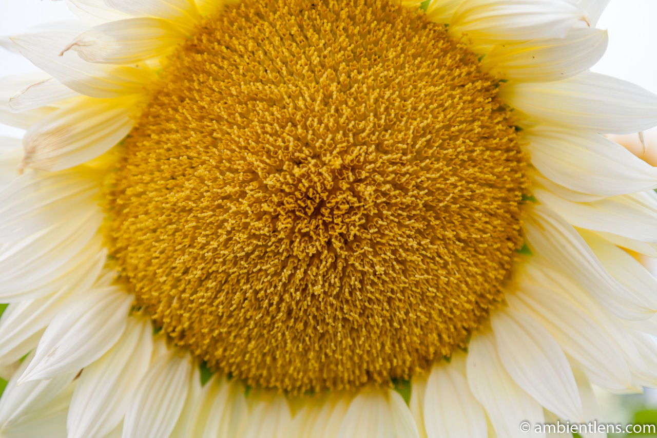 White Sunflower 5 – Ambient Lens